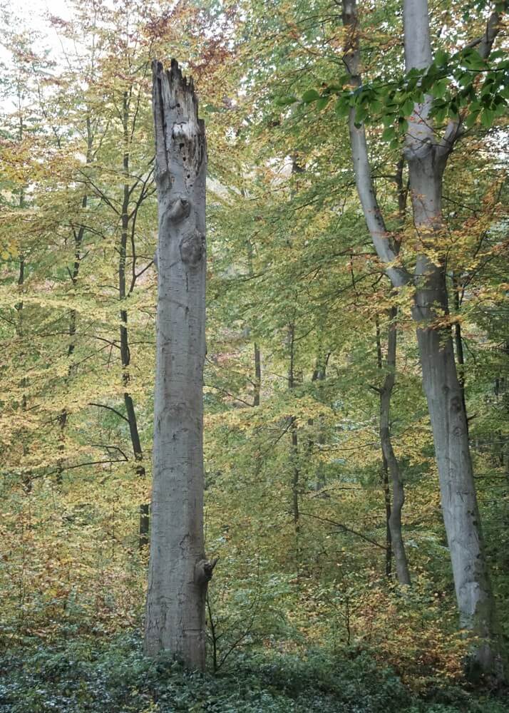 Waldexperten - Wald-MV